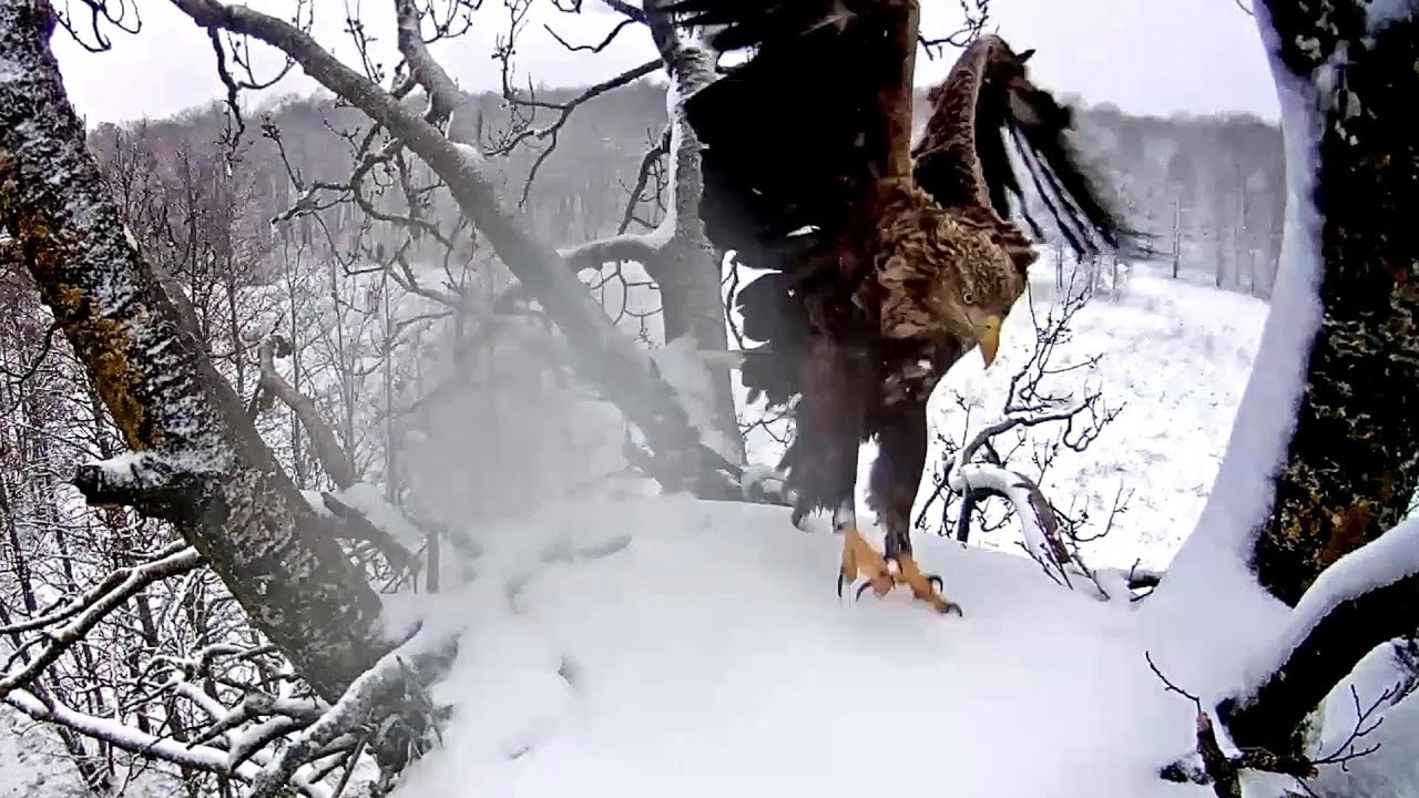 Merikotkas::White Tailed Eagle~Estonian Male E340 visit the snowy nest ...
