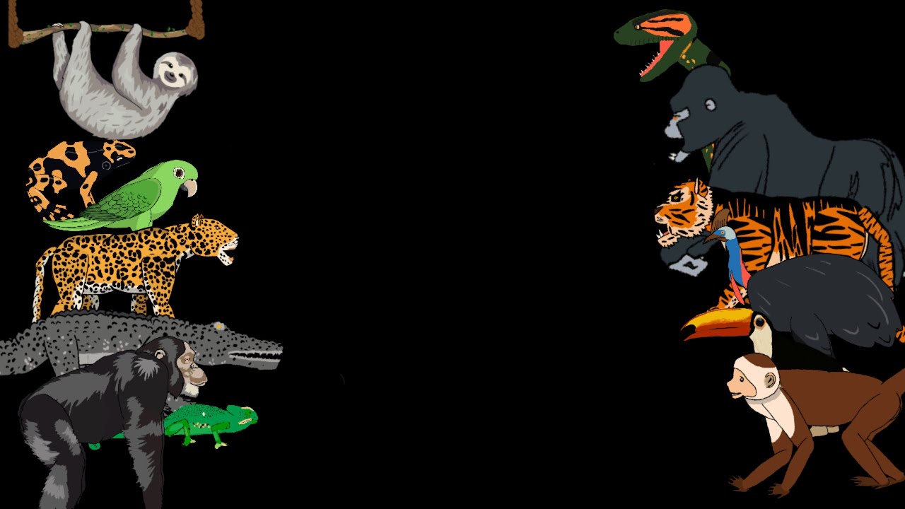 Rainforest animals animation big cats& reptiles more—all animation ...