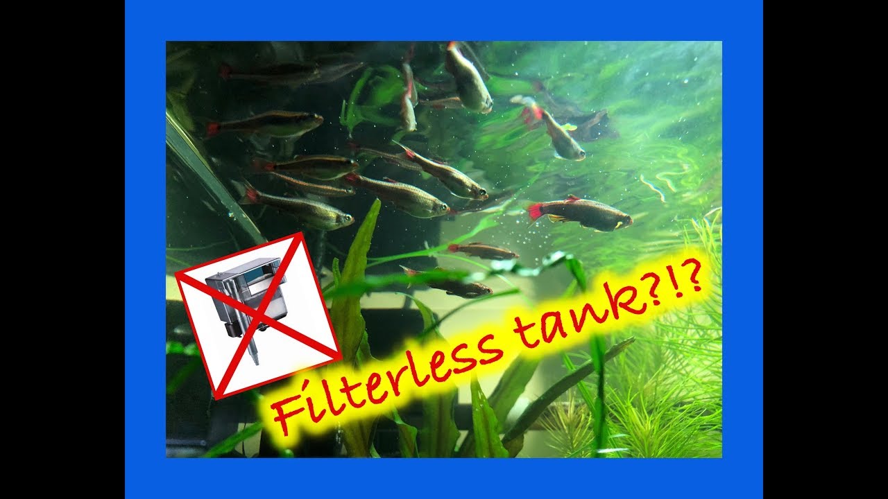 Filterless Aquarium - 8 gallon Cobalt Aquarium - YouTube