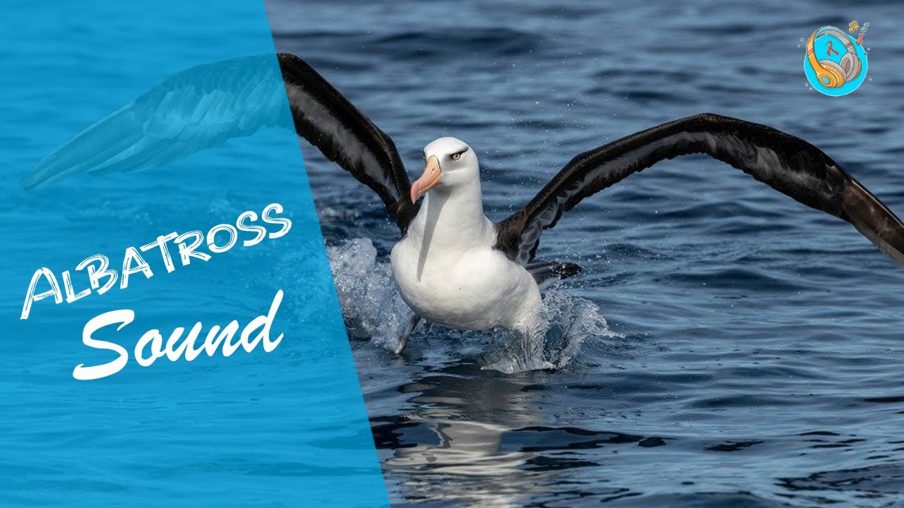 Albatross soud effect (Sound effect copyright free) - YouTube