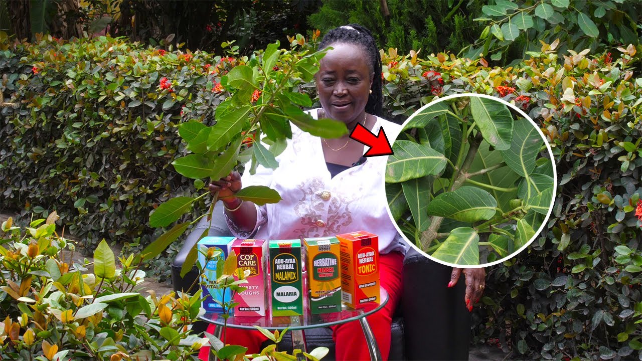 Hidden Secrets Behind This Leaf- Power Specialist Herbal Hospital -Time ...