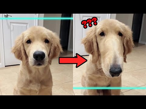 Time Warp Scan TikTok Compilation   Funny Dogs And Cats Reaction