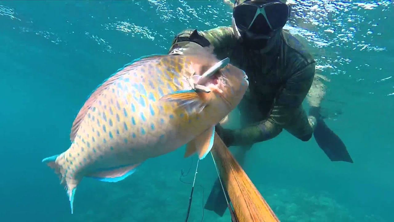 SPEARFISHING RED SEA - KIMO TEAM_003 - YouTube