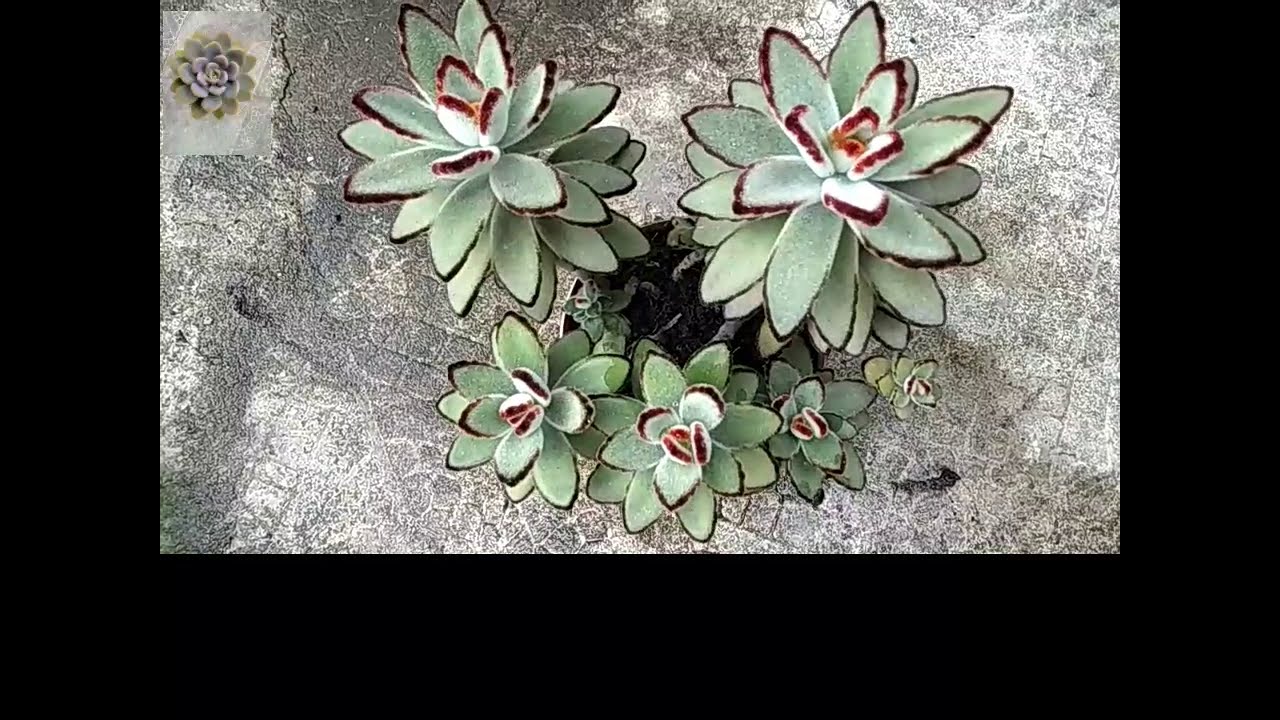 Cara menanam sukulen Panda Plant - YouTube