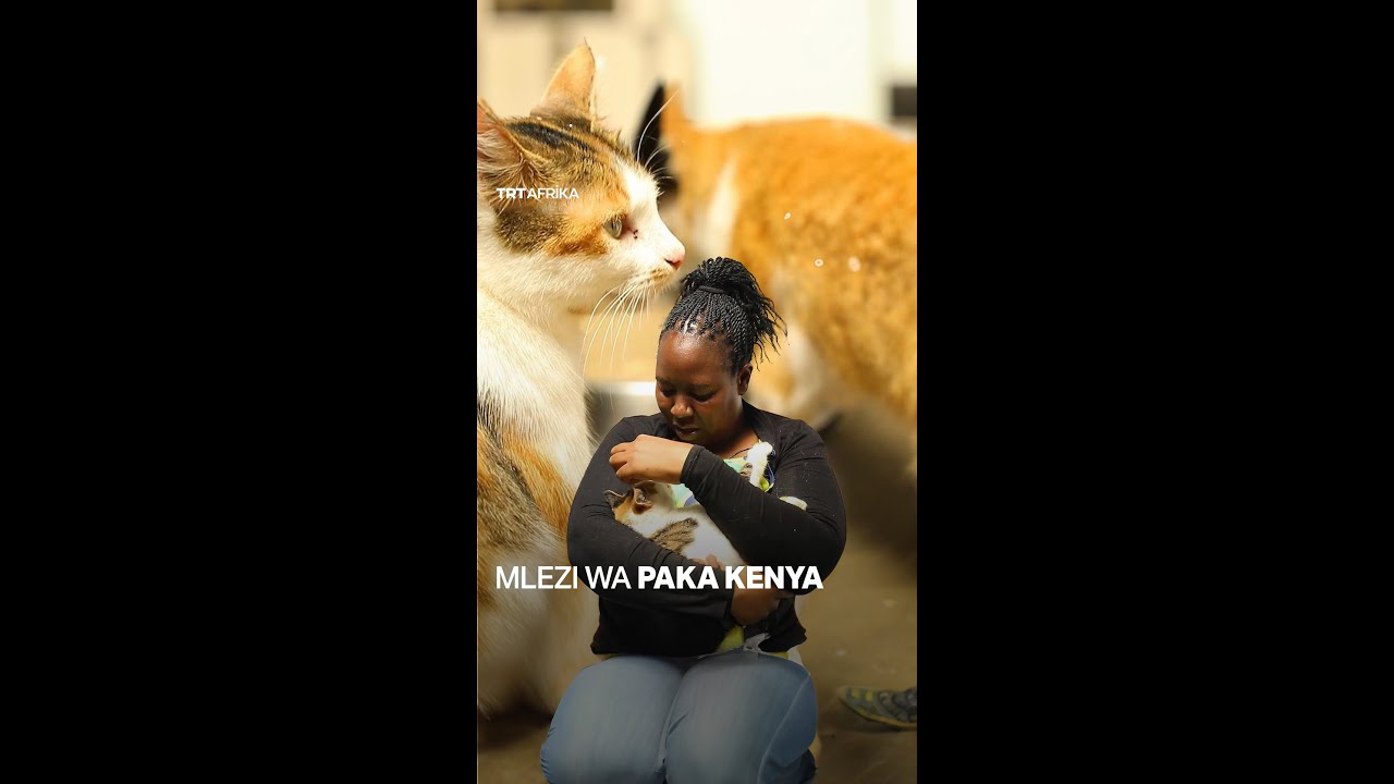 The woman who takes care of 600 cats - YouTube