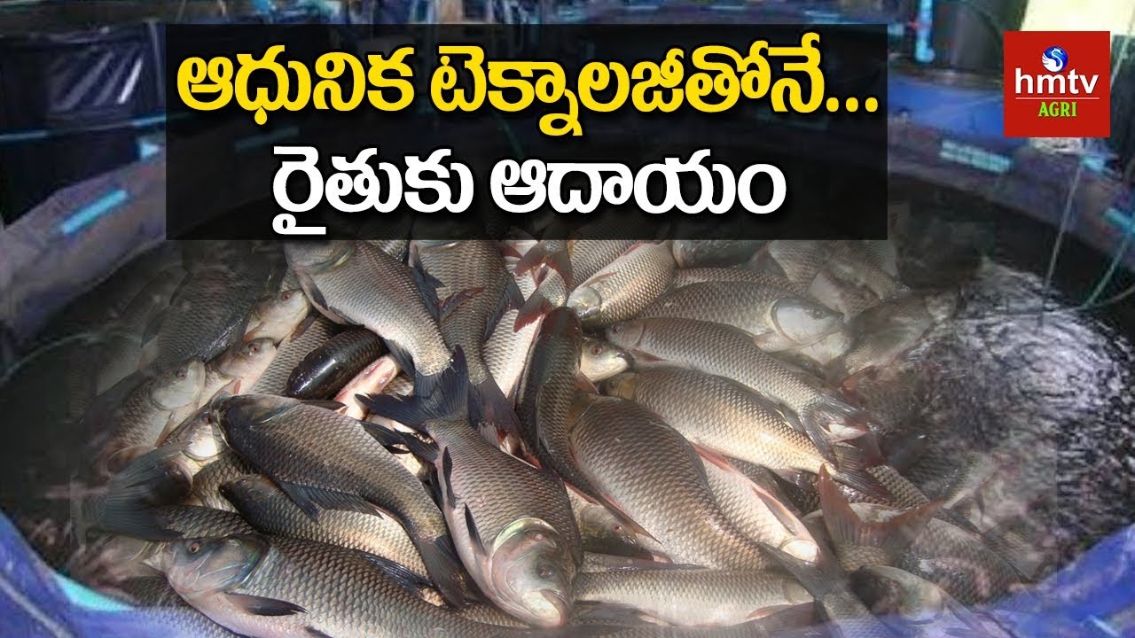 RAS Indoor Fish Farming System Benifits | Modern Technology Fish ...