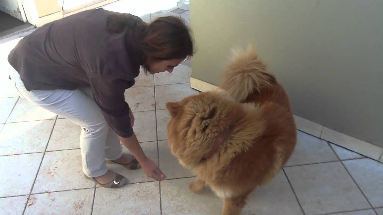 Cachorro Chow Chow - Mae brincando com Milu - YouTube