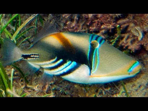 Rhinecanthus aculeatus (White banded triggerfish) [HD] - YouTube