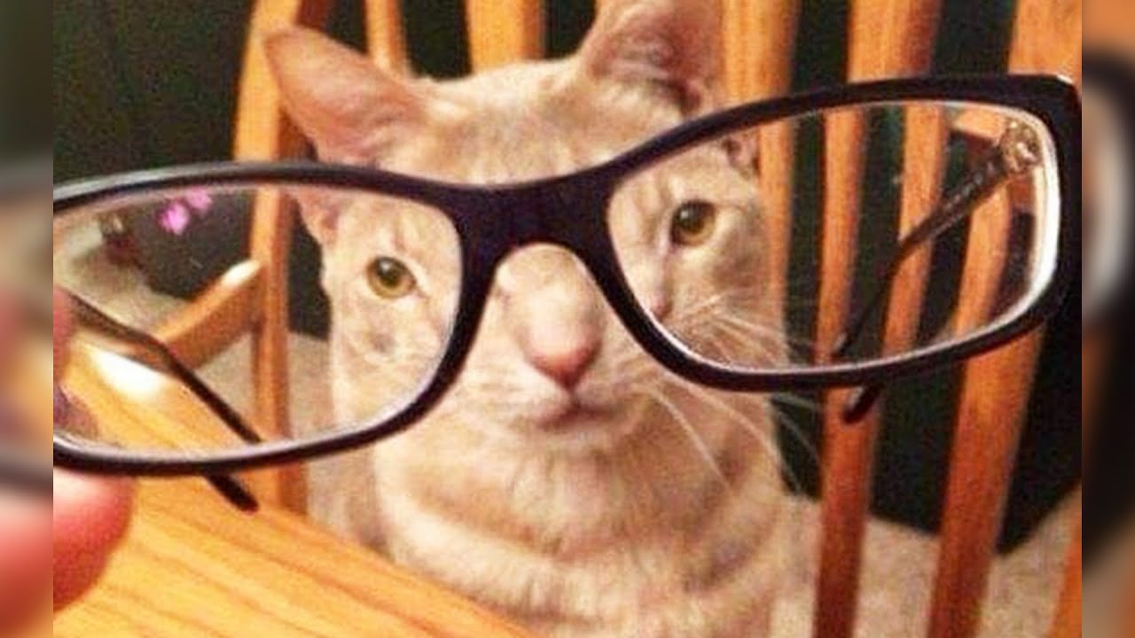 Funny & Cute Cats 😹 - Don't try to stop laughing 🤣 - Funniest Cats Ever ...