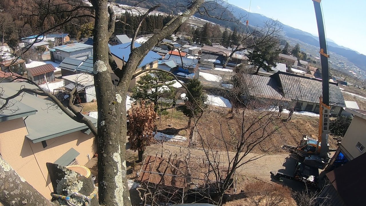 氏神様の御神木をクレーンで吊り切り伐採 Cutting down the sacred tree of the tutelary deity ...
