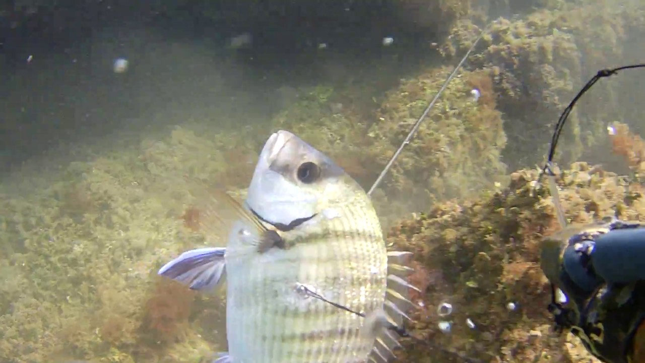 sarago reale pesca sub ..l ho sbucciato... - YouTube