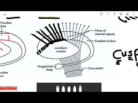 Basal ganglion, white matter, internal capsule - YouTube