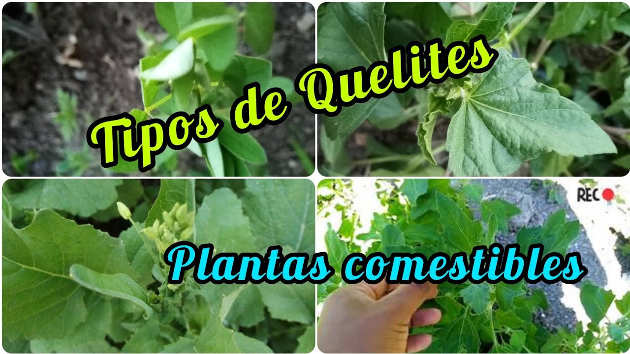 Plantas (quelites) que se consumen de mi huerto y no lo sabia!!!😲🧐 ...