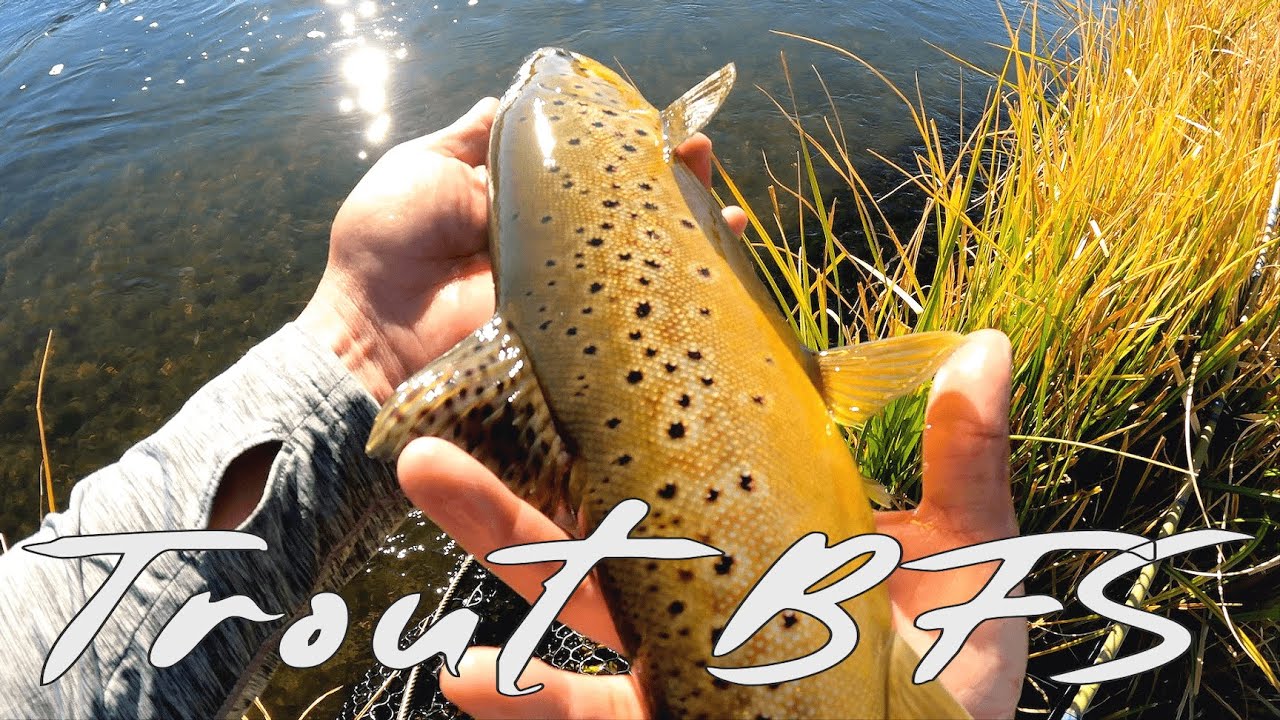 [Trout BFS] How to Fish for Wild Brown Trout *Raw #troutfishing #trout ...