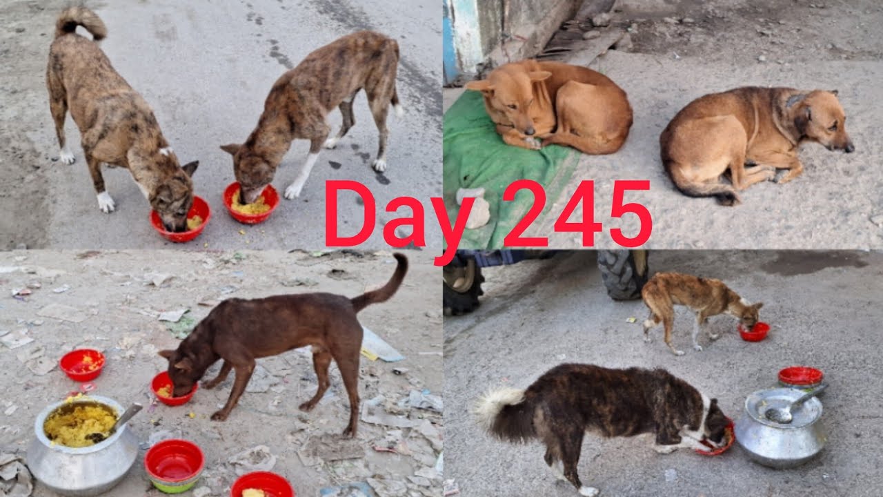 Aaj Mera Dogi Dosto Kya Ho Gaya @DEEPLepcha-sb3ru #doglovers - YouTube