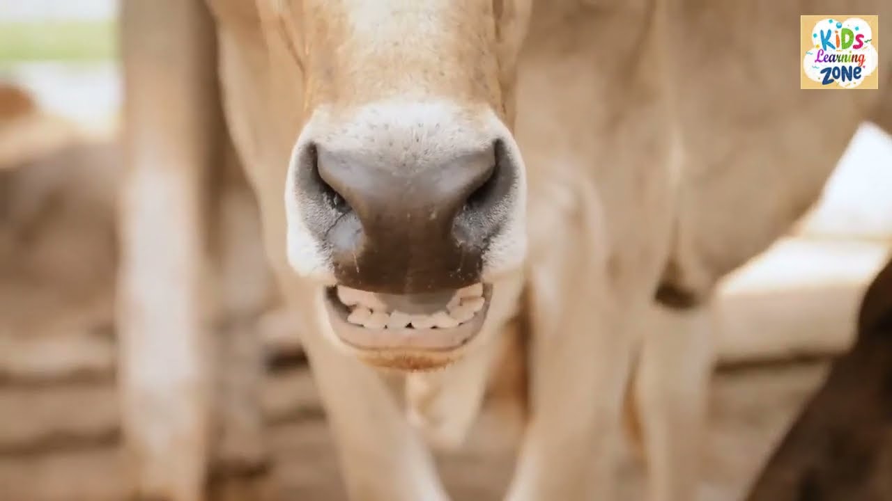 Cow Videos for Kids || Kids Cow Videos with Original Sound & Mooing ...