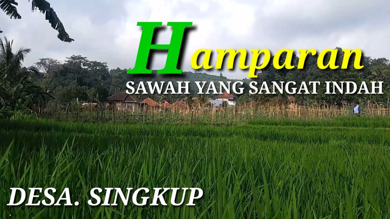 HAMPARAN SAWAH YANG INDAH | suasana pedesaan di hamparan sawah yang ...