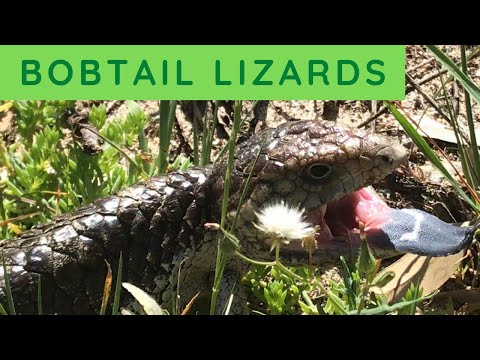 Bobtail Lizard Western Australia - YouTube