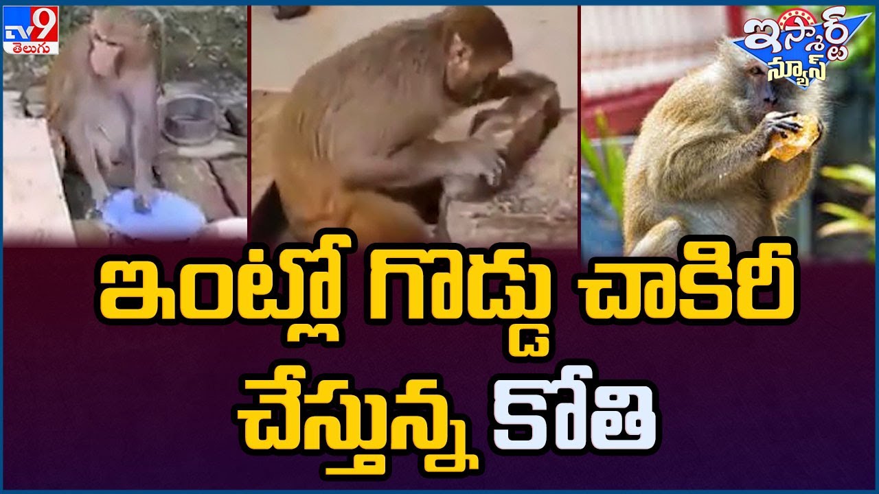 iSmart News : ఇంట్లో గొడ్డు చాకిరీ చేస్తున్న కోతి | Monkeys Doing House Works - TV9 - YouTube