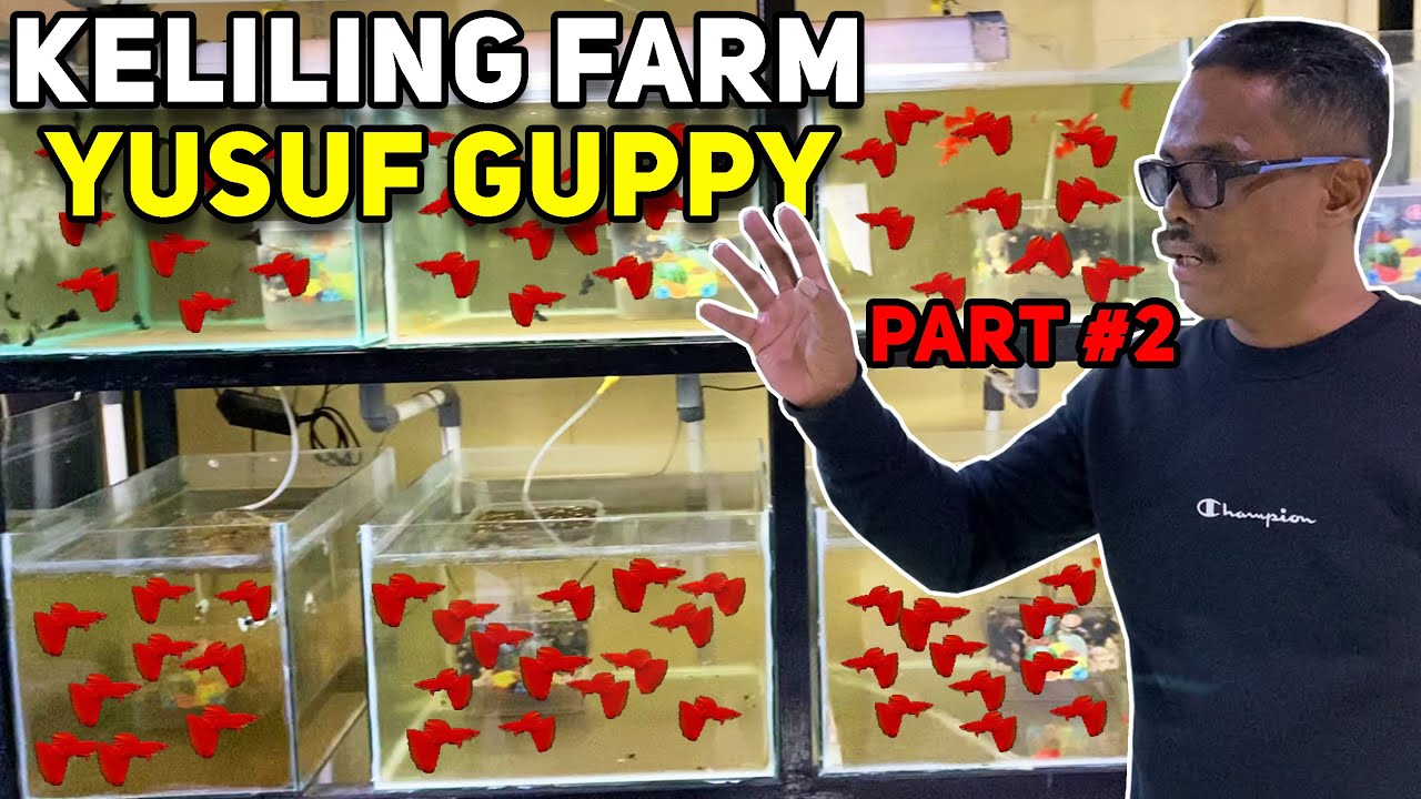 KELILING FARM YUSUF GUPPY || PART 2 - YouTube