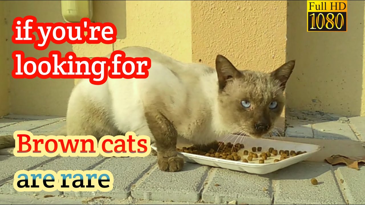 real brown cat us eating feed beautiful cat || if you're interested ...