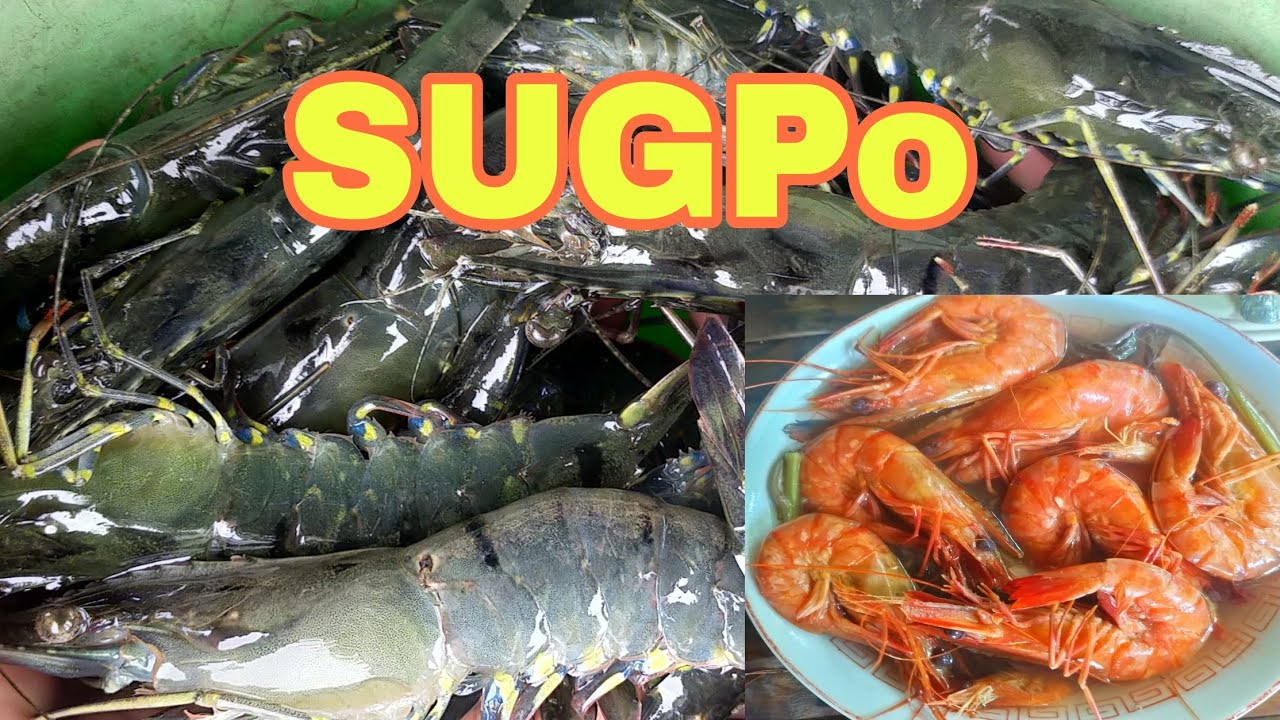 SUGPO|Fresh From The FishPond - YouTube