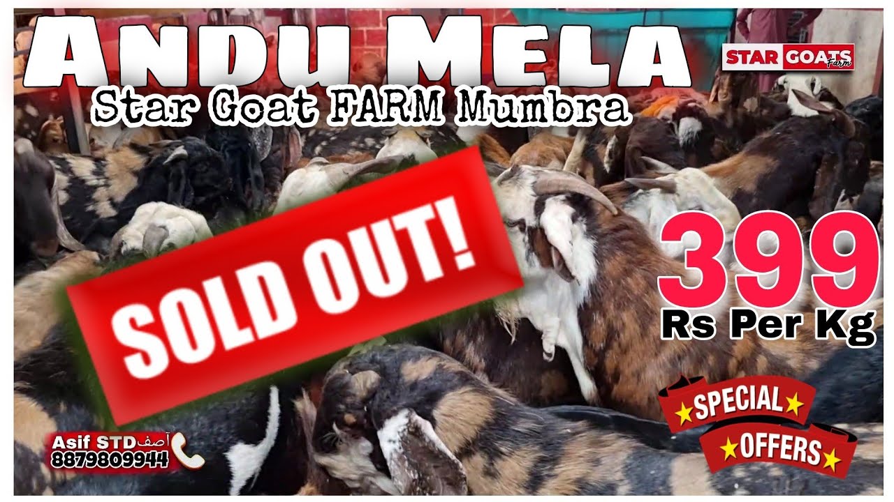 New Lot Andu Goat Available for Sale at STAR GOATS FARM Asif STD Shaikh ...