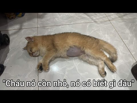 "Cháu nó còn nhỏ nó có biết gì đâu" và chú mèo Golden đáng thương ...