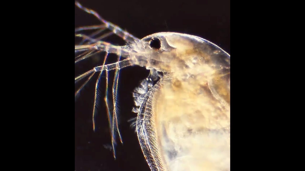 Epibiosis of Vorticella and Daphnia - YouTube