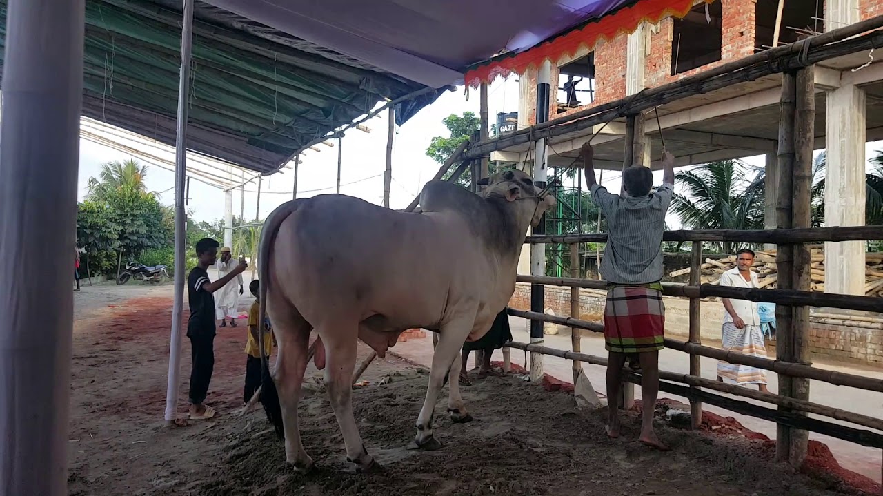 030|Qurbani Eid 2017|Giant Shibbi pair| Exclusive |Dhaka Cow Mania ...