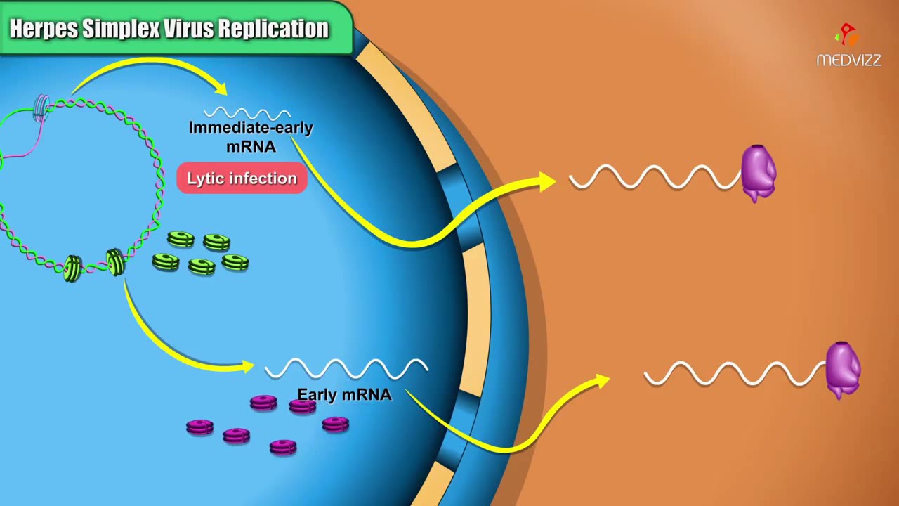 Microbiology Animations[2020] - YouTube