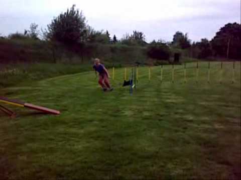schipperke Herry - agility training - YouTube