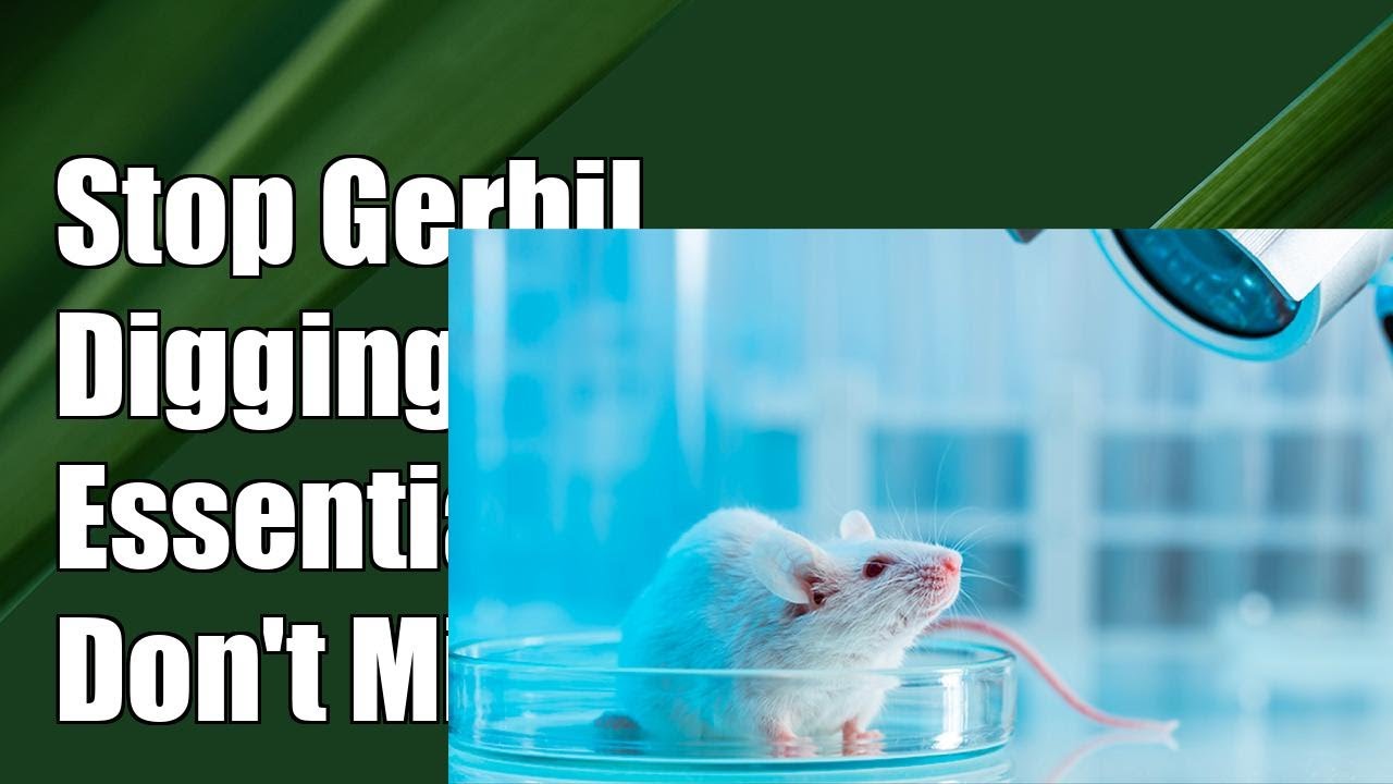 Stop Your Gerbil from Digging Out: Essential Tips You Can't Afford to ...