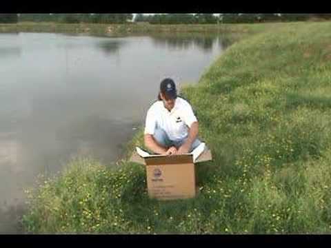 Golden Shiner Fry Release - YouTube