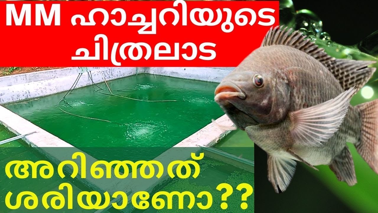 ചിത്രലാട തിലാപ്പിയ കൂടുതൽ അറിയാം | Chitralada Tilapia Farming Malayalam ...