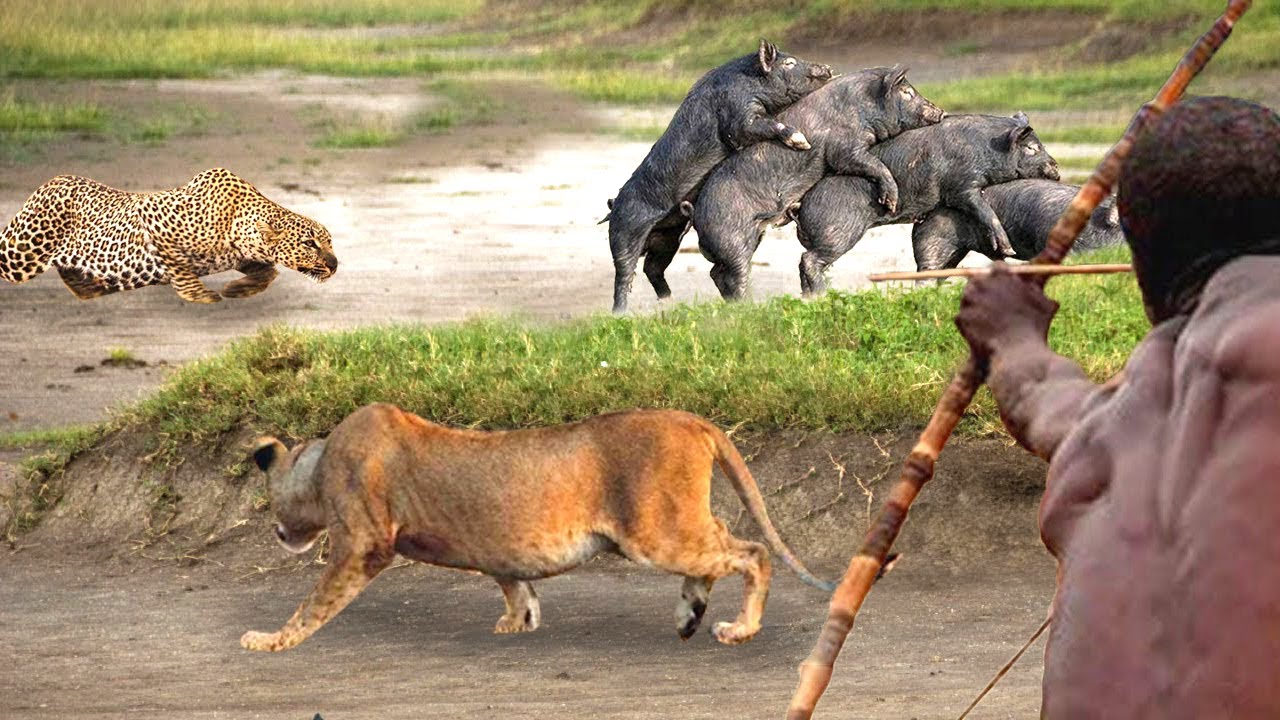 Maasai Tribesmen Aid Warthog In Escaping A Hunt By Leopard || Wild ...