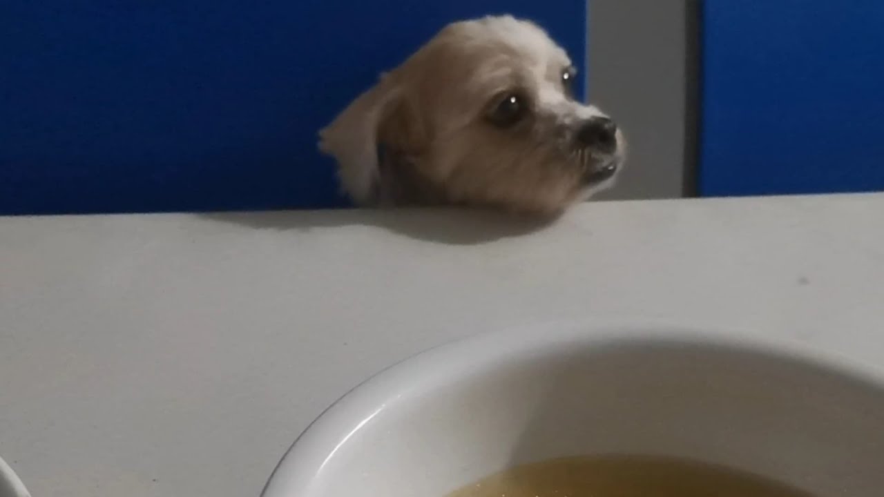 HUNGRY POODLE DOGGY LOOKING FOR CHICKEN - YouTube