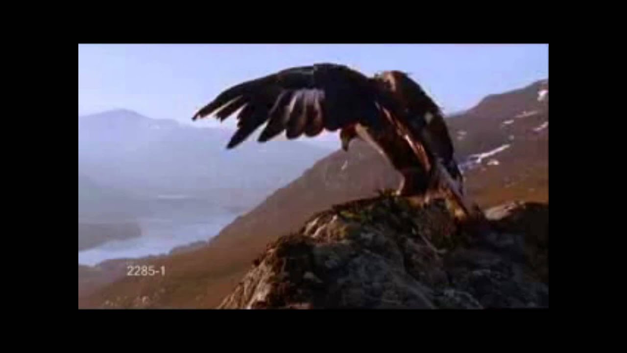 la rinascita dell'aquila - YouTube