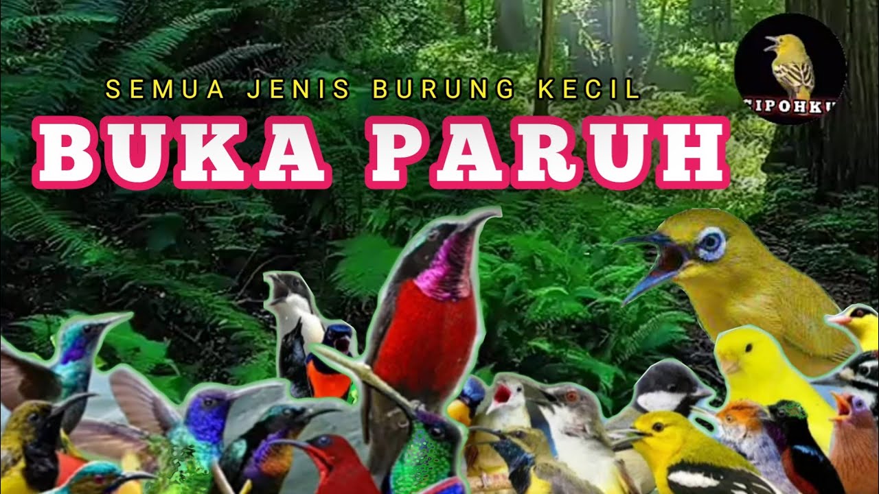 TERAPI SEMUA JENIS BURUNG KECIL GACOR, TERAPI BURUNG PAGI DAN MALAM ...