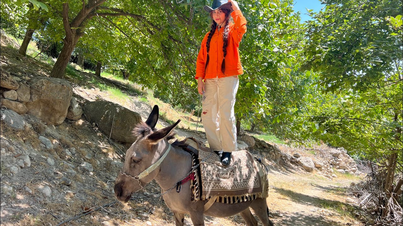 Nomadic life of Iranians, comparison of donkey riding and goat riding ...