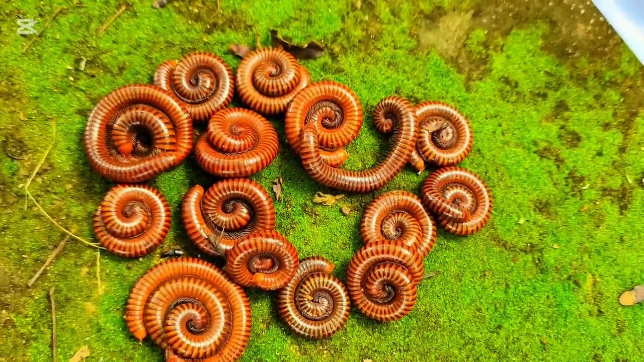 My Best Explore in Forest Catch a Rare Lizard, Red Spotted Millipedes ...