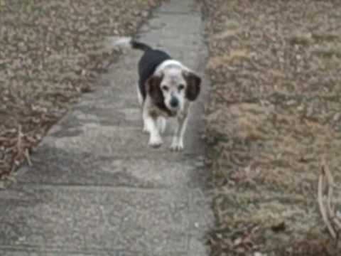 Trixie the Rescue Beagle - YouTube