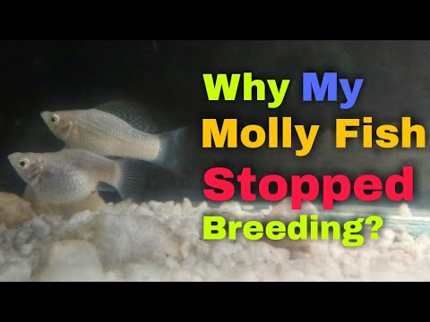 Why My Molly Fish Is Not Breeding ? Reasons Why Molly Takes Time In ...