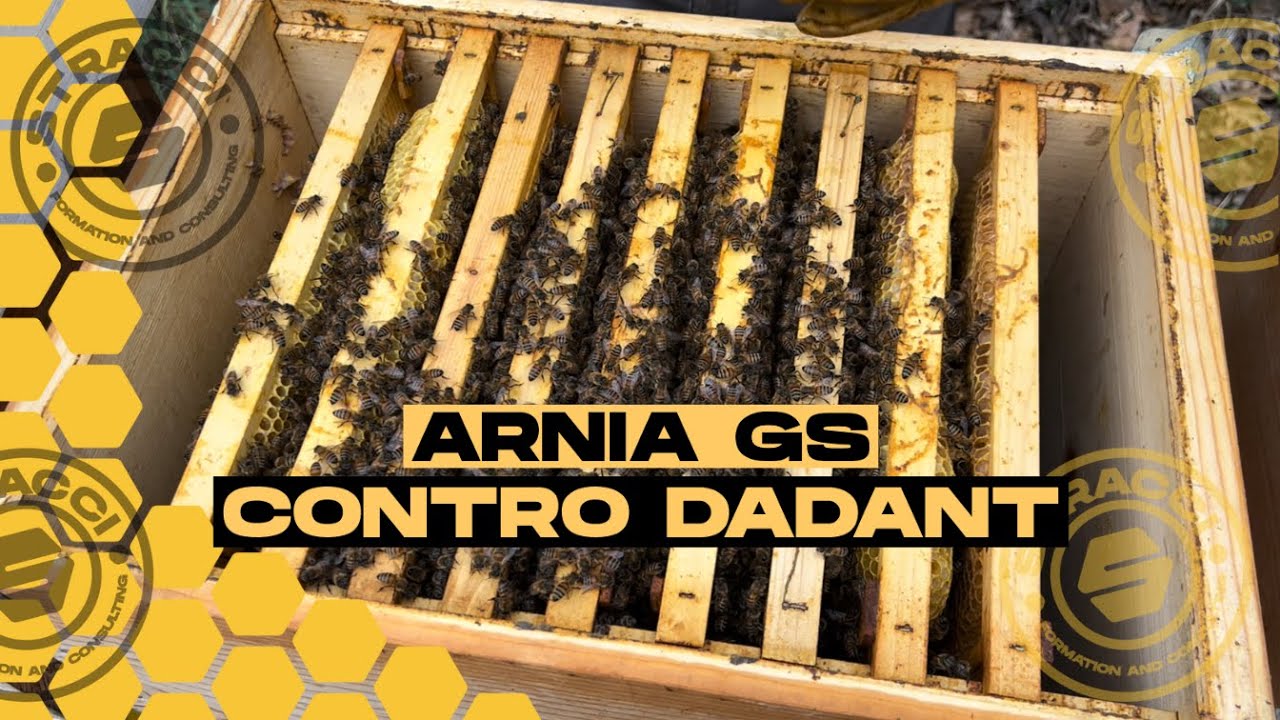 Arnia GS contro Dadant, quali sono i punti di forza? - YouTube