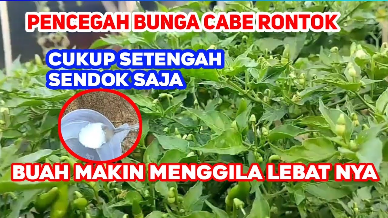 Cara cegah bunga cabe rontok,100% buahnya pun makin lebat - YouTube