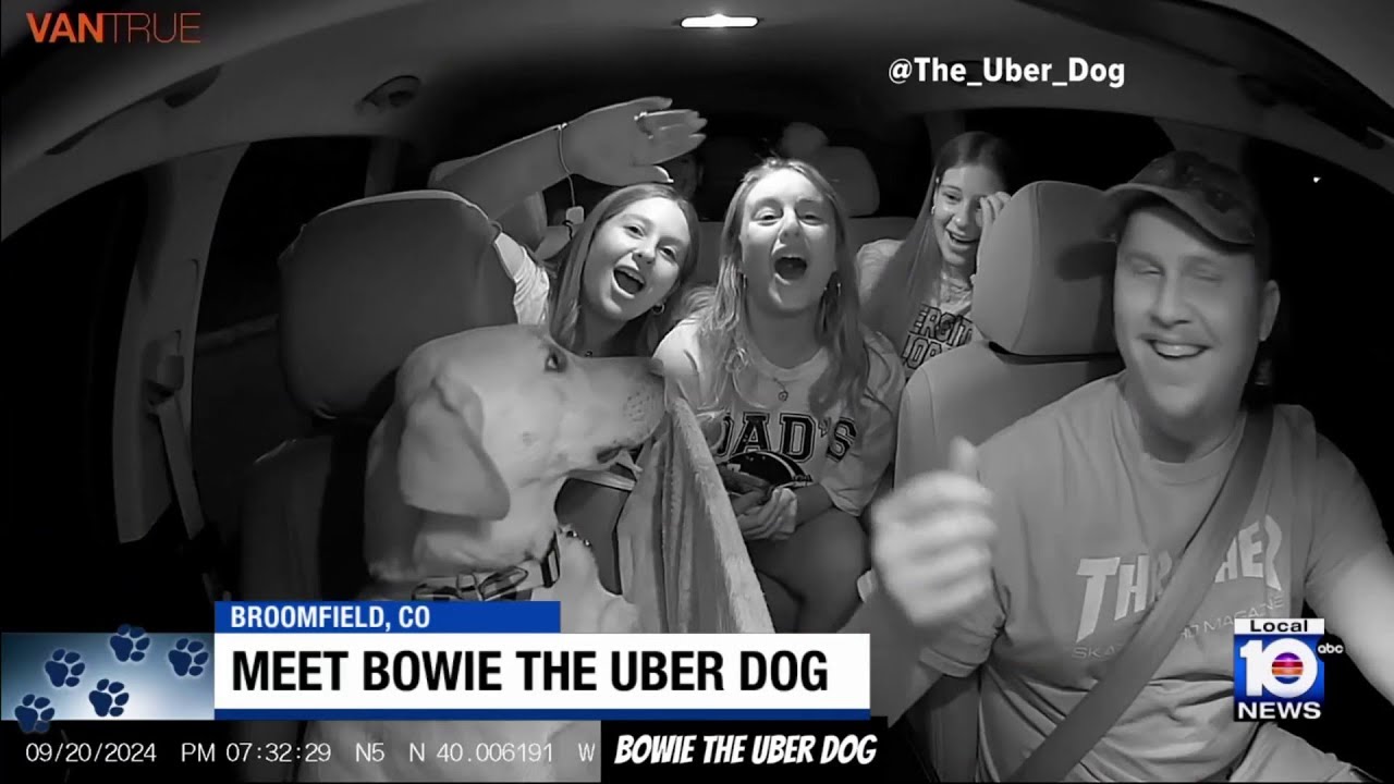 Uber driver’s dog brings joy to ride share passengers - YouTube