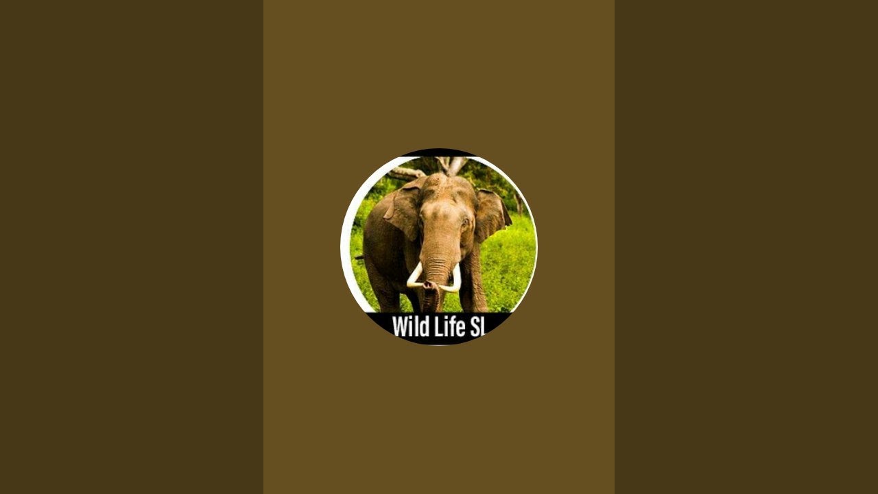 Wild life SL is live - YouTube
