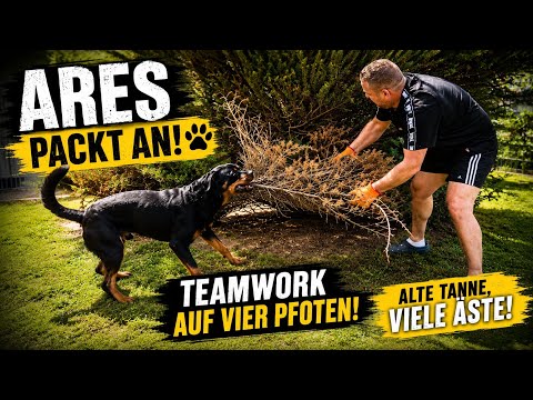 🐾 Ares hilft im Garten… auf seine eigene Art 😂 | Rottweiler im Arbeitseinsatz