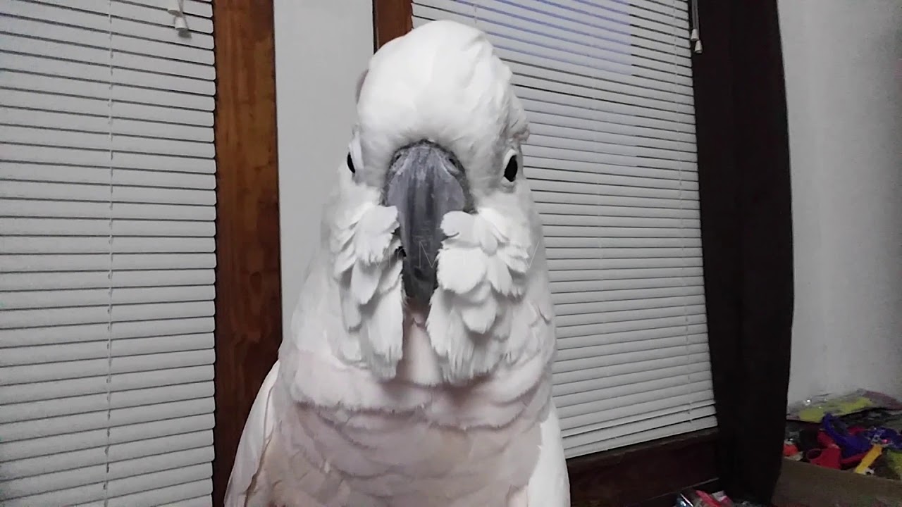 Grumpy Max Laughs At Himself - YouTube