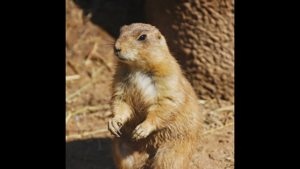 Live Stream Prairie Dog Exhibit - YouTube